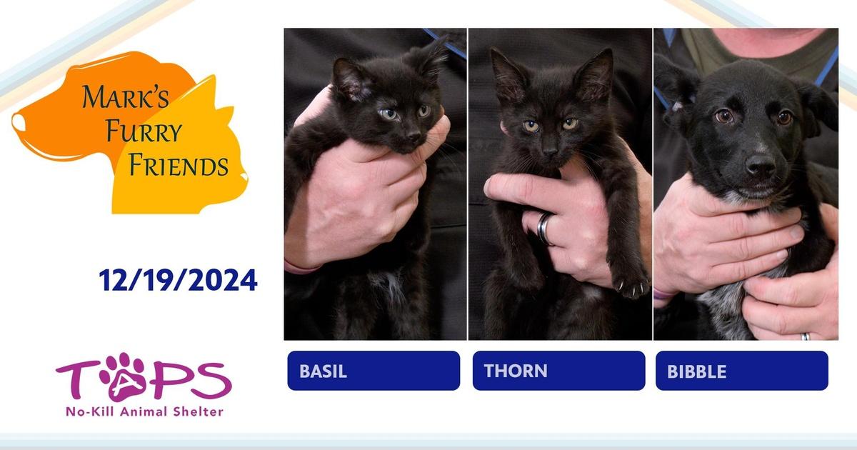 Mark’s Furry Friends | 12/19/2024 | Basil, Thorn and Bibble | Mark's ...