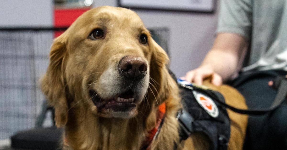 Dogs of Service | PBS