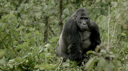 Meet the Silverback, the Leader of the Troop | Nature | THIRTEEN - New ...