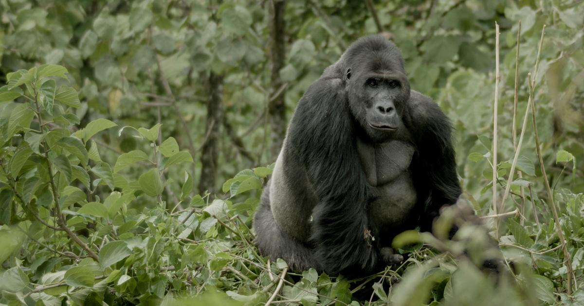 Nature | Preview of Silverback | Season 43 | Episode 1 | Houston PBS