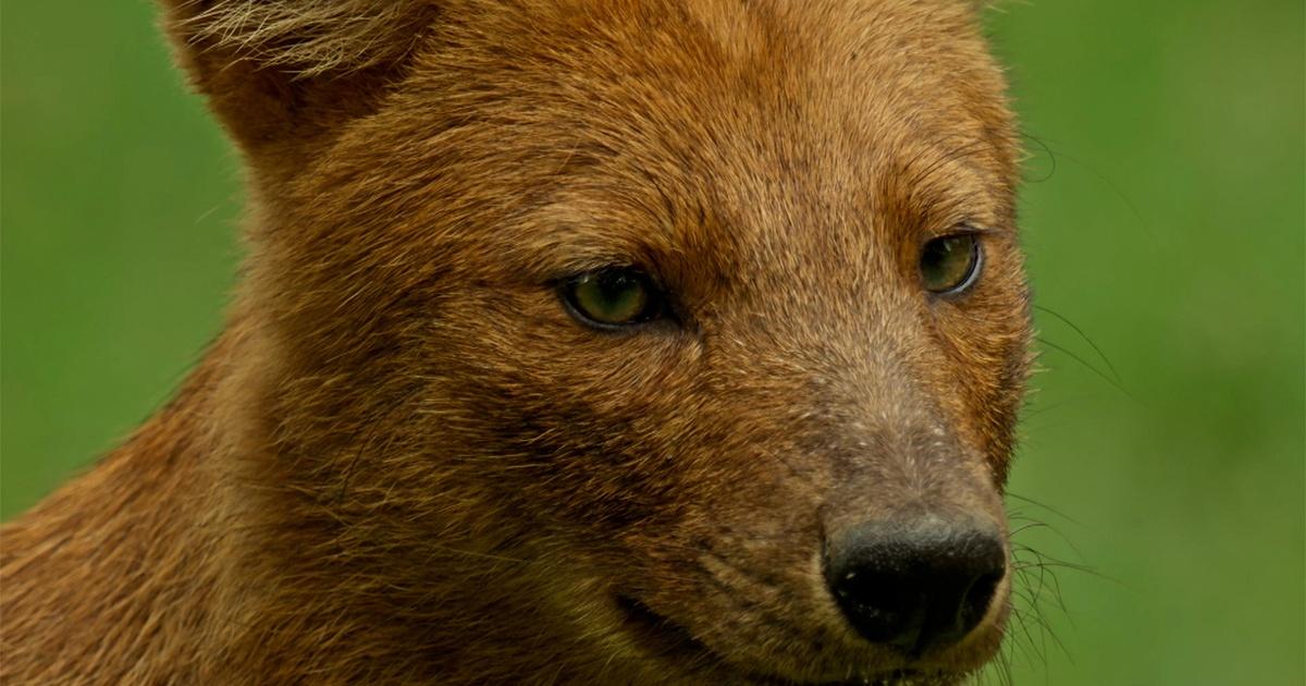 Nature | Dhole Pack Coordinates Attack on Deer | Season 41 | Episode 7 ...