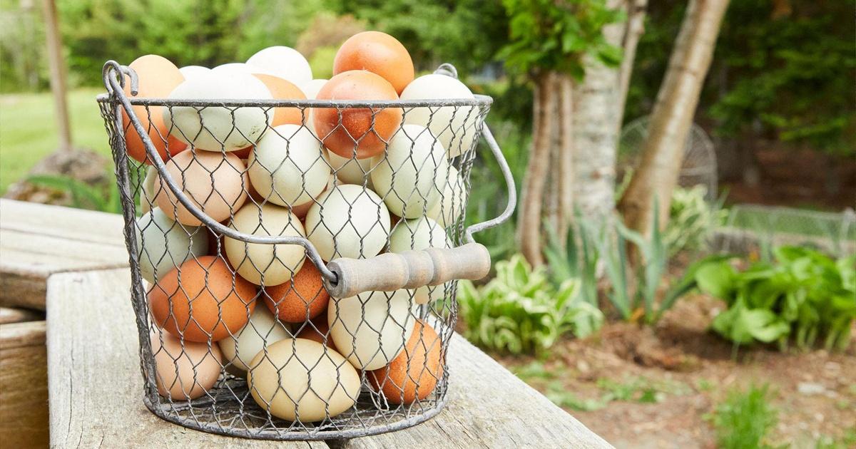 Welcome to My Farm | Scrambled It Is | Season 2 | PBS