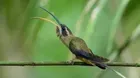Nature | The Hummingbird Effect | Season 41 | Episode 10 | PBS