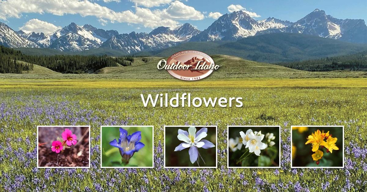 Outdoor Idaho | Wildflowers | Season 39 | Episode 7 | PBS