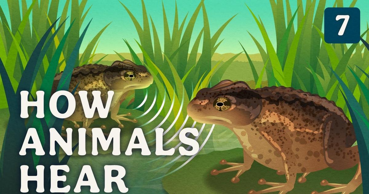Crash Course Zoology | How Animals Hear | Episode 7 | PBS