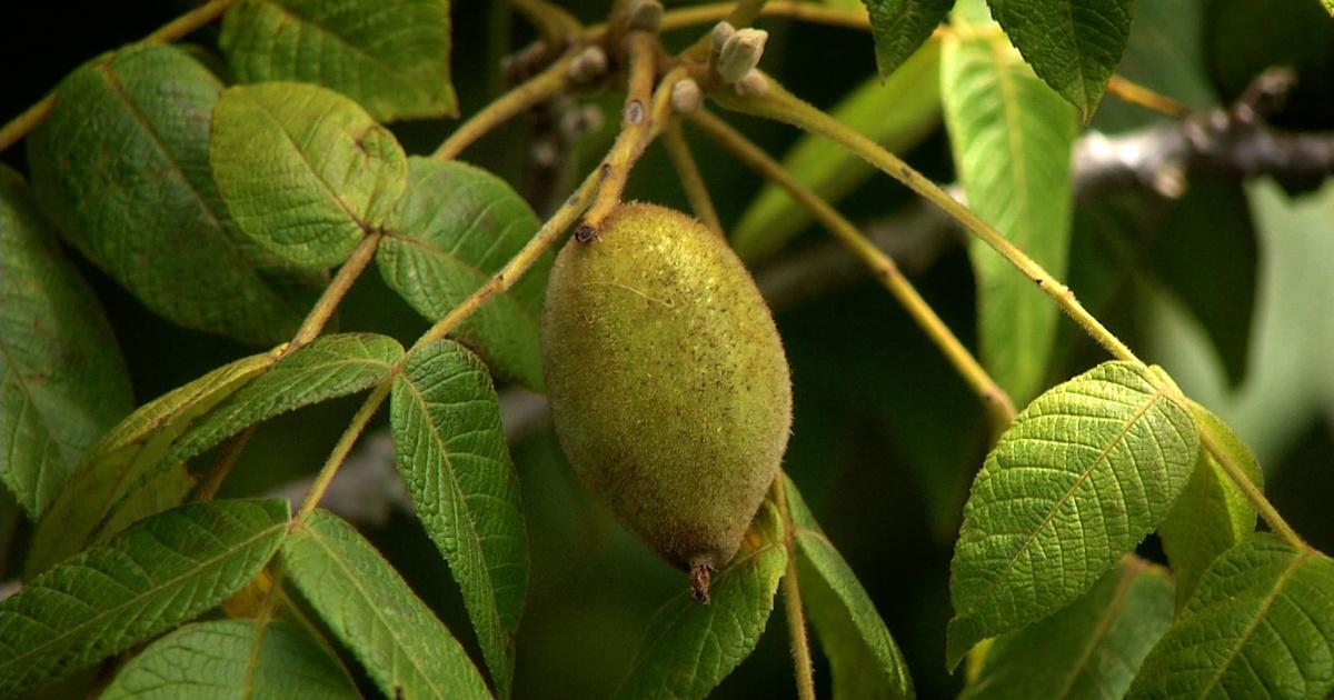 Virginia Home Grown | State Arboretum of Virginia | Season 23 | Episode ...