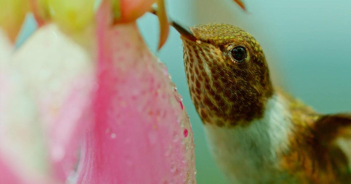 Nature | Meet the Rare Volcano Hummingbird | Season 41 | Episode 10 ...