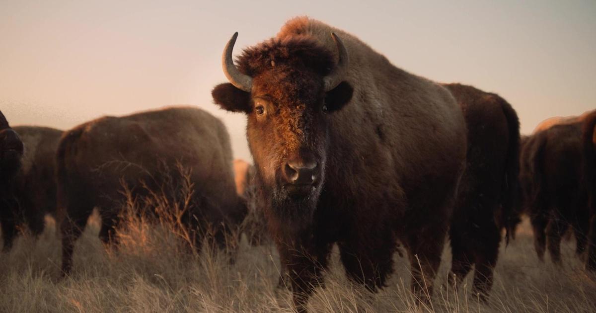The American Buffalo | Behind the Scenes | Making The American Buffalo ...