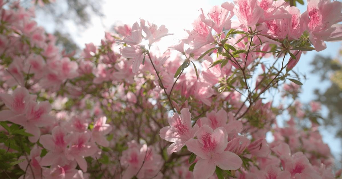 rootle | Learn about plants with Sarah P. Duke Gardens! | PBS