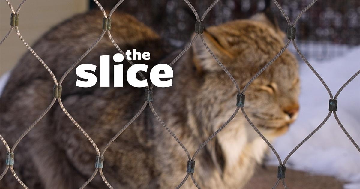 The Slice | Canada Lynx Arrive | Season 2025 | PBS