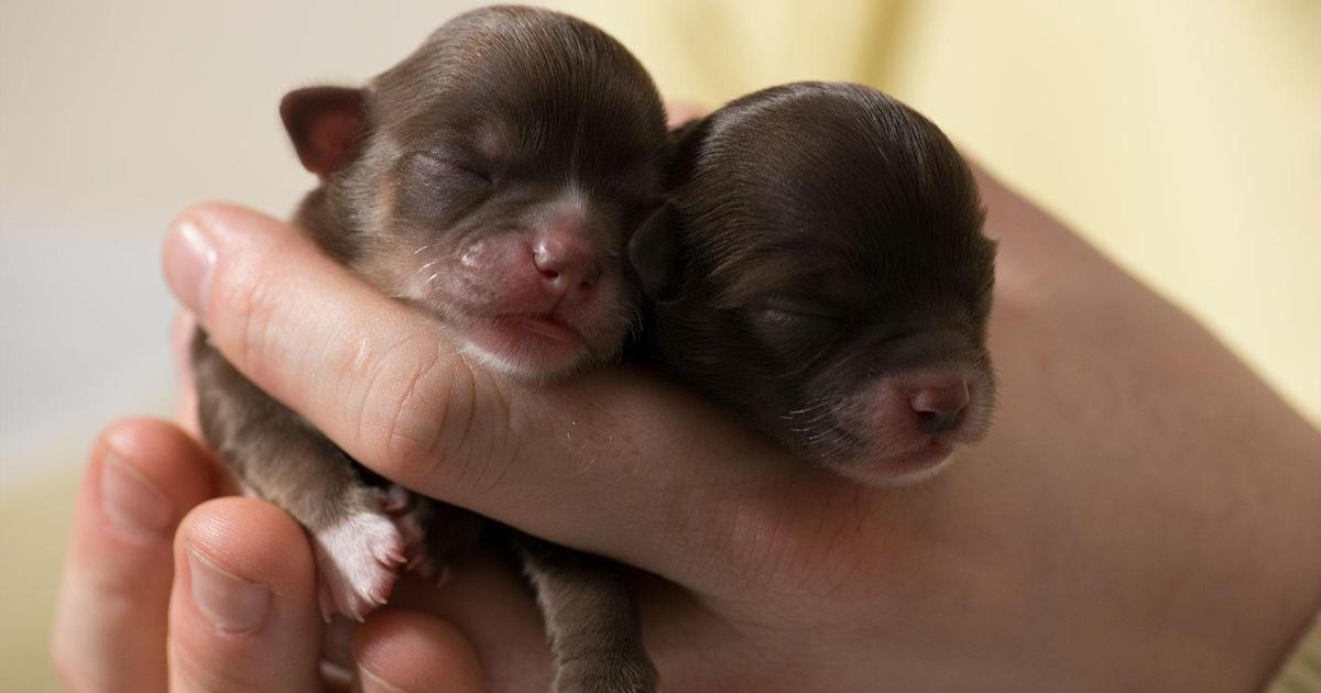 Puppy Secrets: The First Six Months | Birth To Eight Weeks | Episode ...