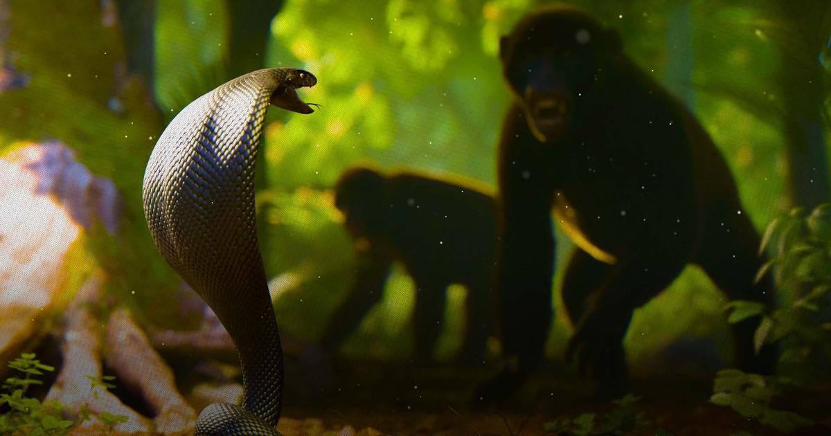 Eons | How Snake Venom Sparked An Evolutionary Arms Race | Season 6 ...