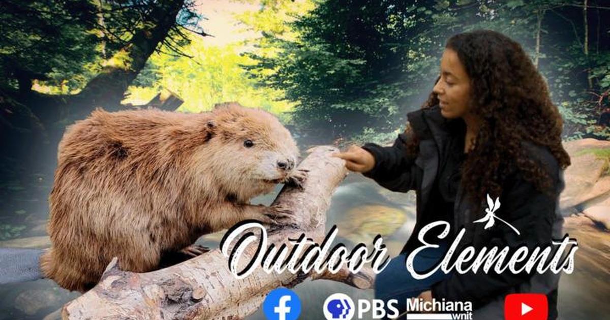 Outdoor Elements | Beavers | PBS