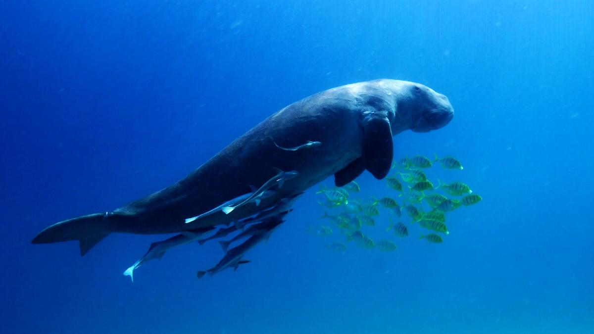 A Dugong's Unlikely Companions | Nature | THIRTEEN - New York Public Media