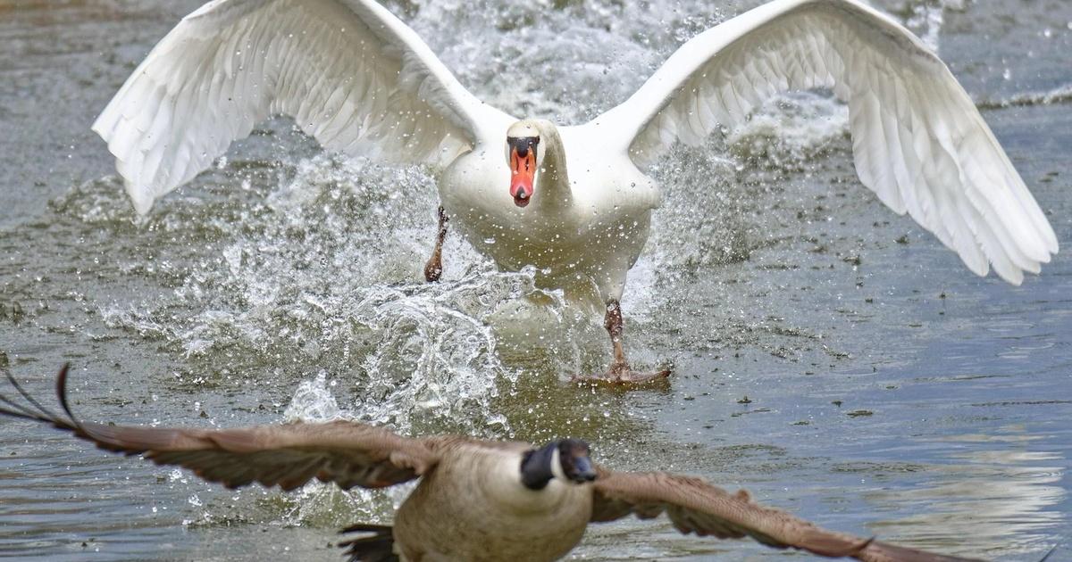SoCal Matters | Should CA Let Hunters Kill the Invasive Mute Swan ...