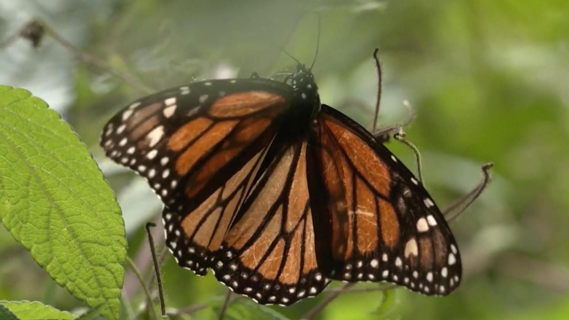 Scientists use new tech to track monarch butterfly migration | PBS News ...