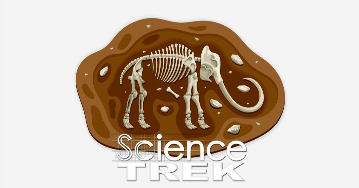 Science Trek | Mammoths: Fossils Forming | PBS