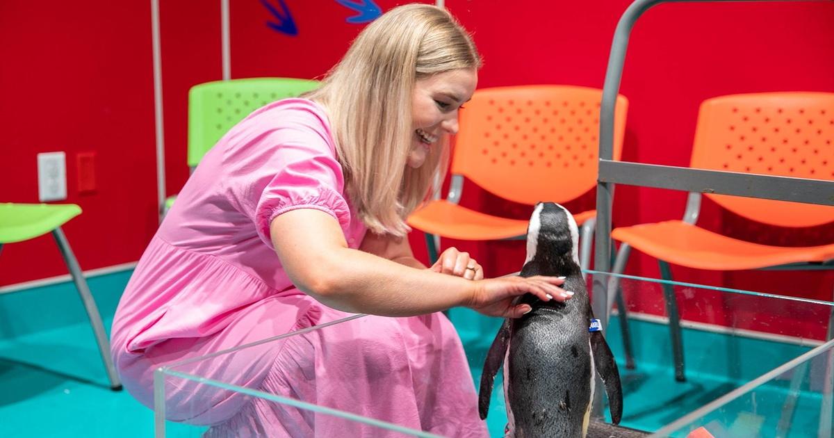 Go For It | Painting Penguins | Season 3 | Episode 8 | PBS