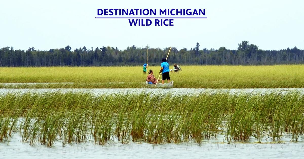 Destination Michigan | Wild Rice | Season 14 | PBS