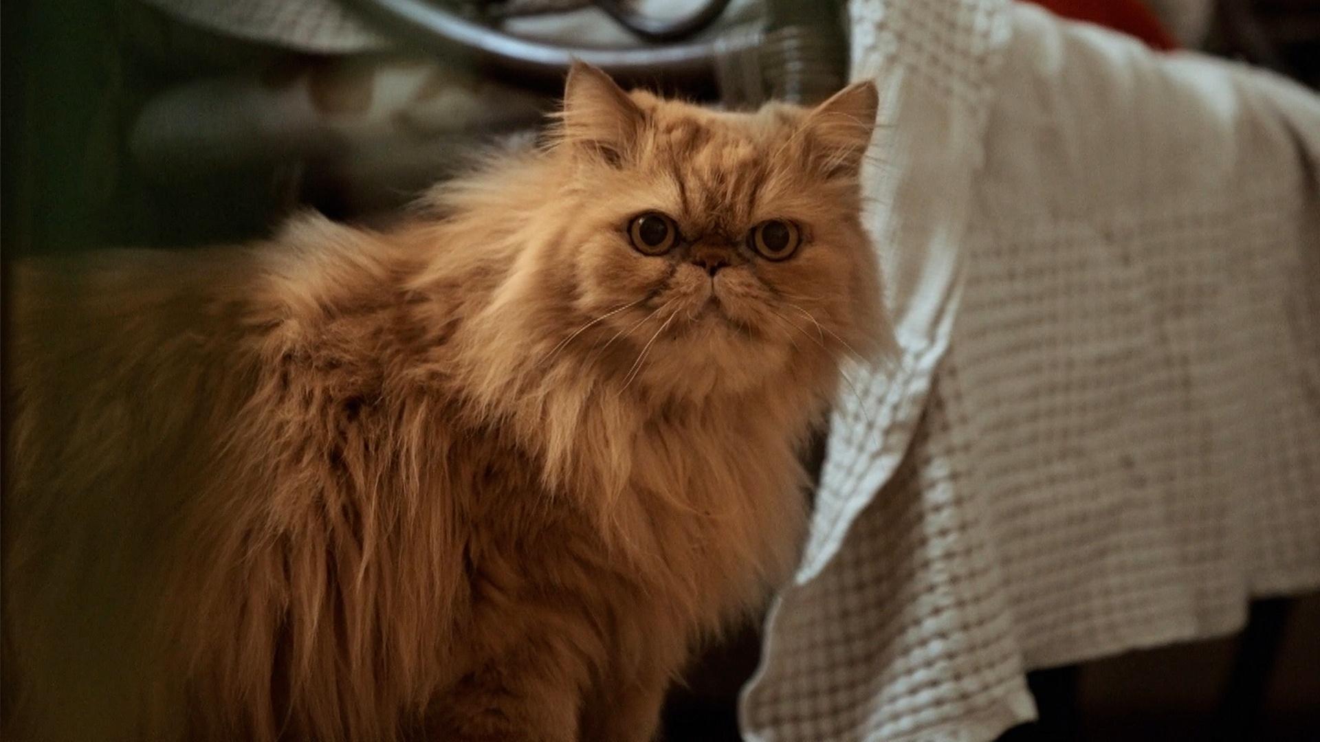 Amazing Cat Rescue in Ukraine | Nature | THIRTEEN - New York Public Media