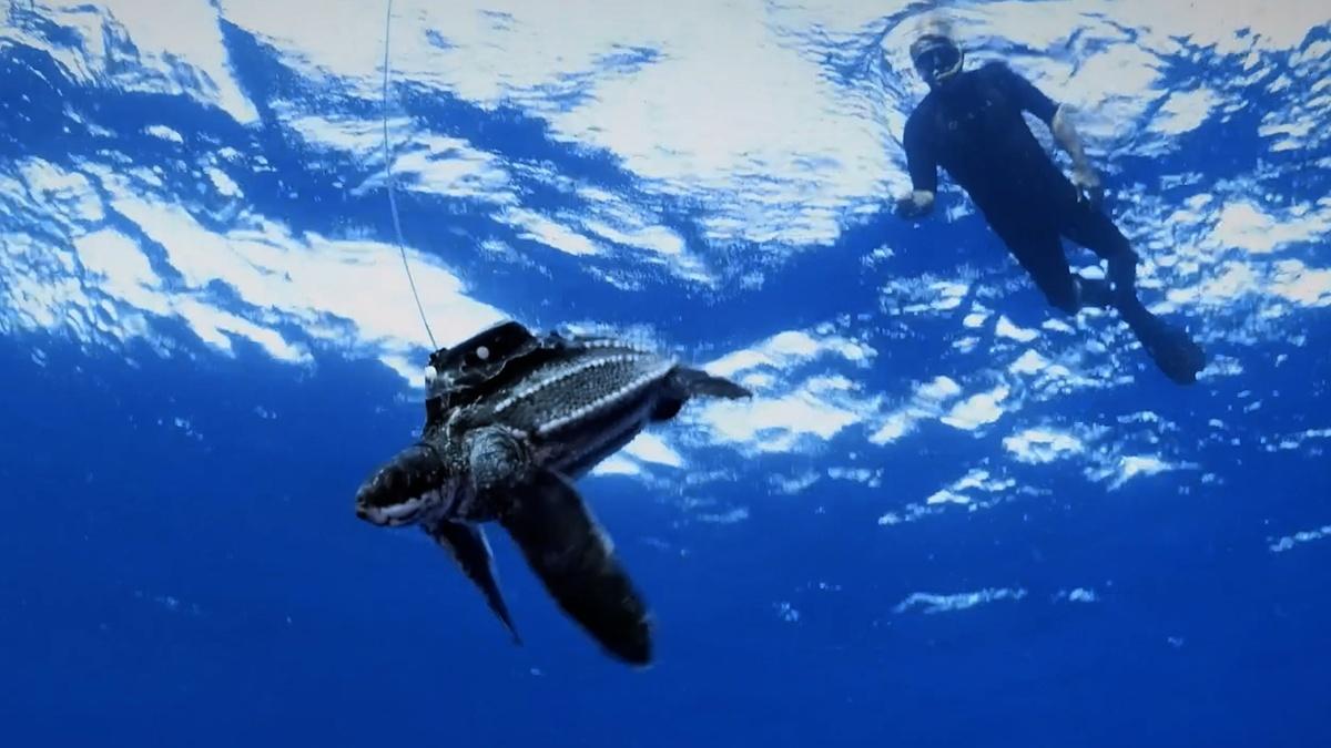 Turtle Trackers | WILD HOPE | Nature | NJ PBS