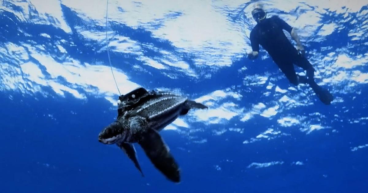 Nature | Turtle Trackers | WILD HOPE | SDPB