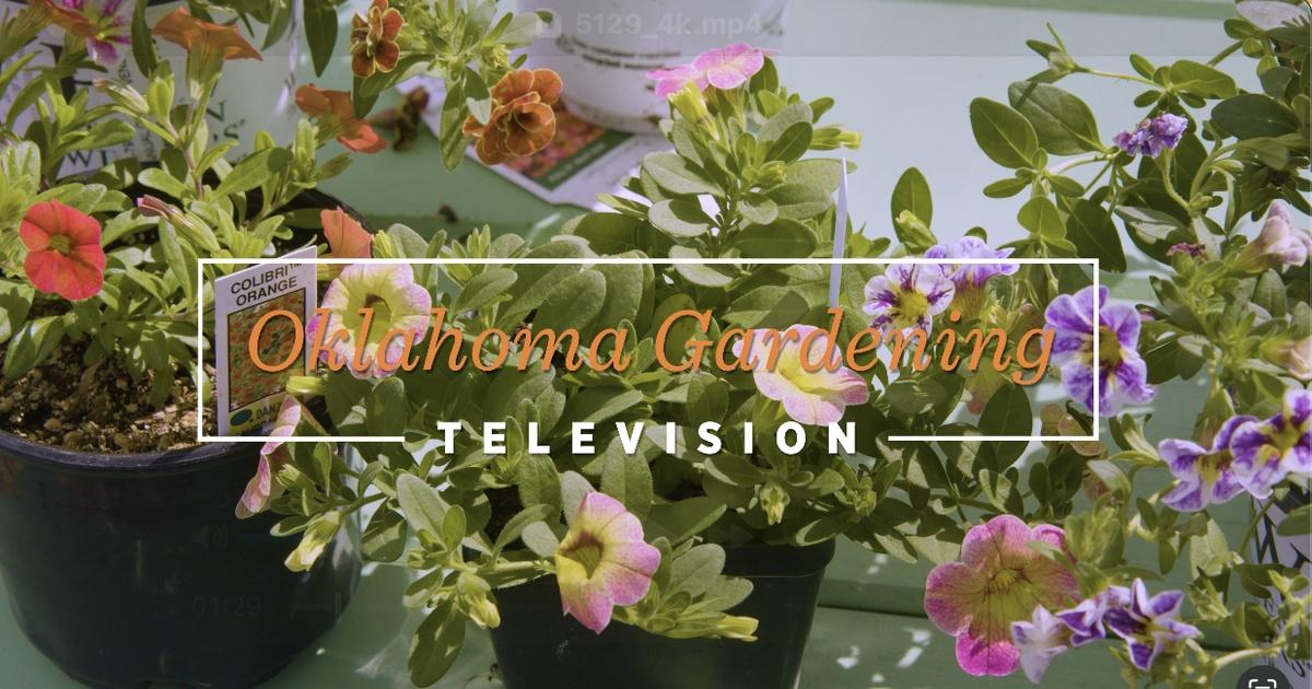 Oklahoma Gardening | Plant Showcase on the Best of Oklahoma Gardening ...