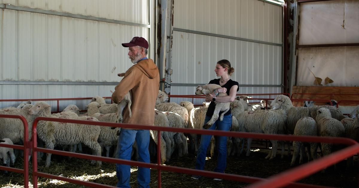 RMPBS News | The way of wool: How Colorado sheep ranchers have stayed ...