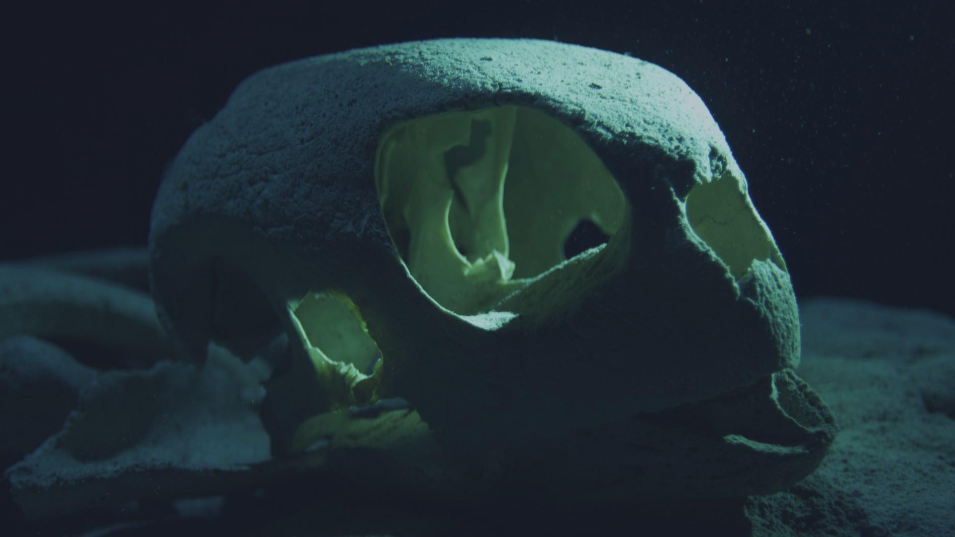 Turtle Graveyard | Big Pacific | WLIW