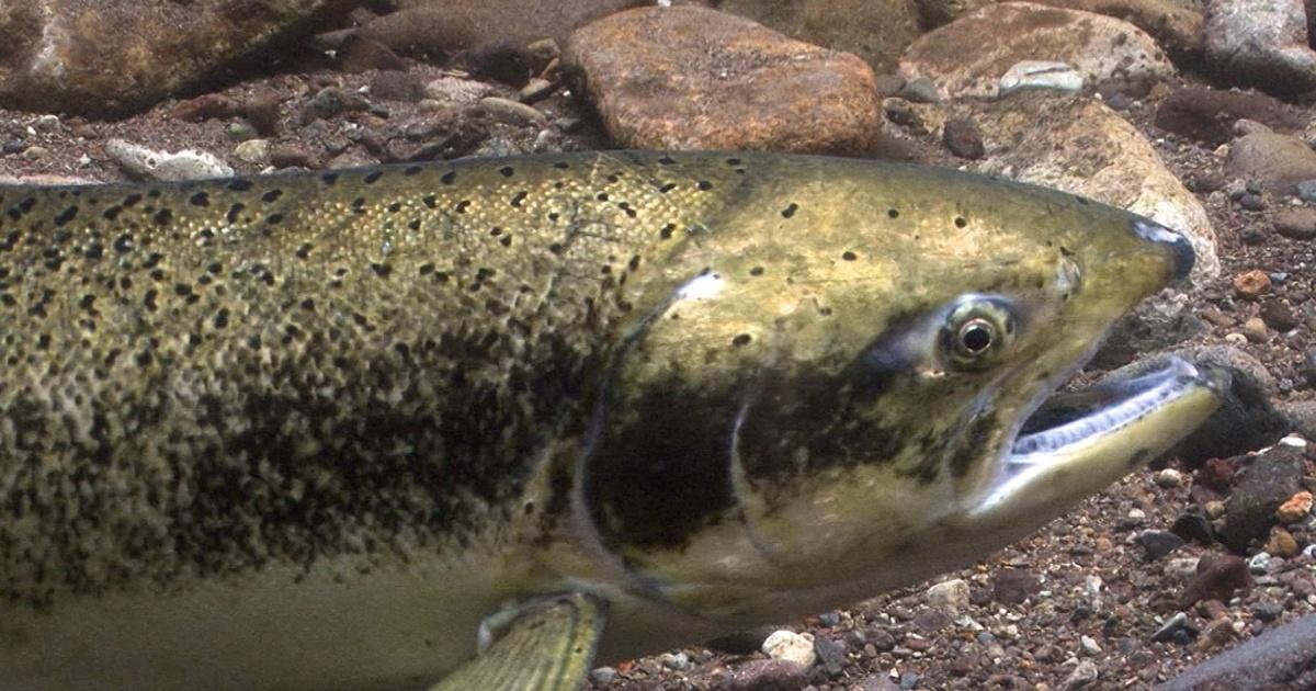 Oregon Field Guide | Season for Spawning Photo Essay | Season 36 ...