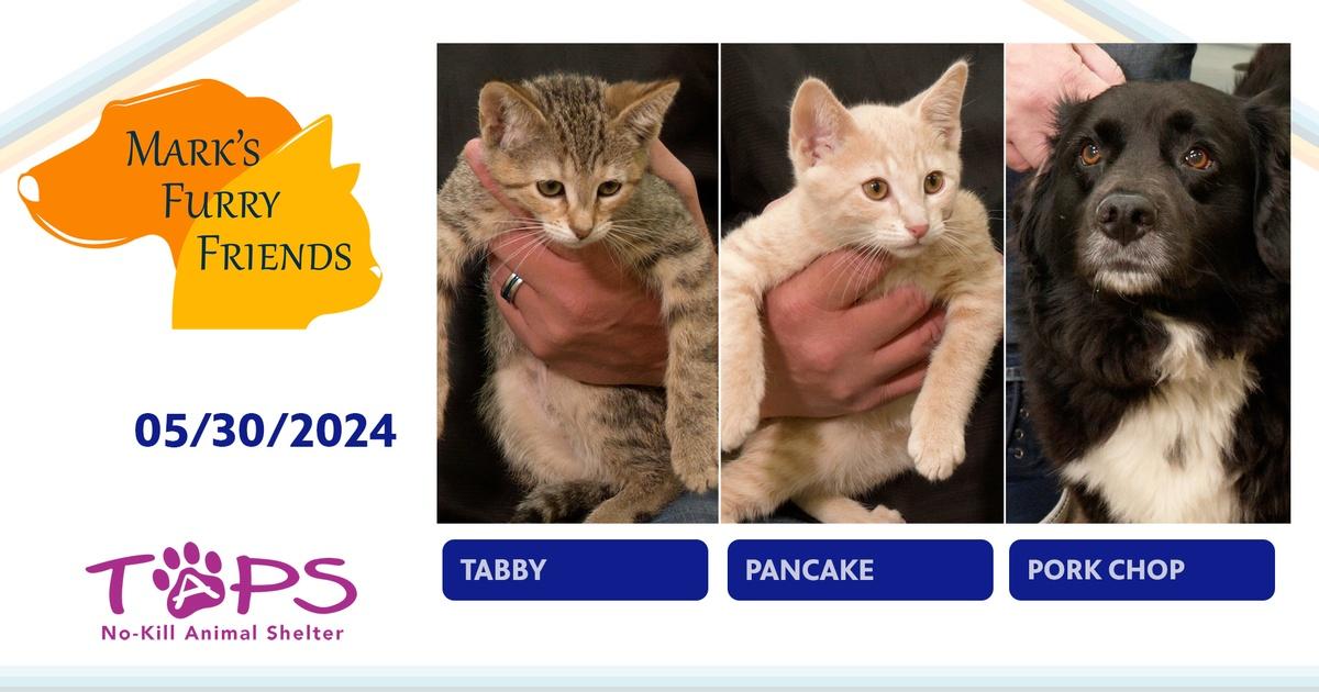 Mark’s Furry Friends | 05/30/2024 | Tabby, Pancake, Pork Chop | Mark's ...