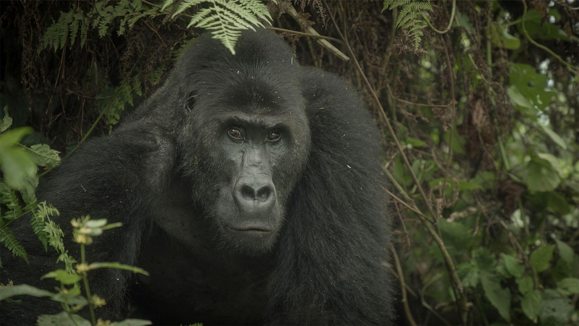 The Dangers of Saving Gorillas | Nature | THIRTEEN - New York Public Media