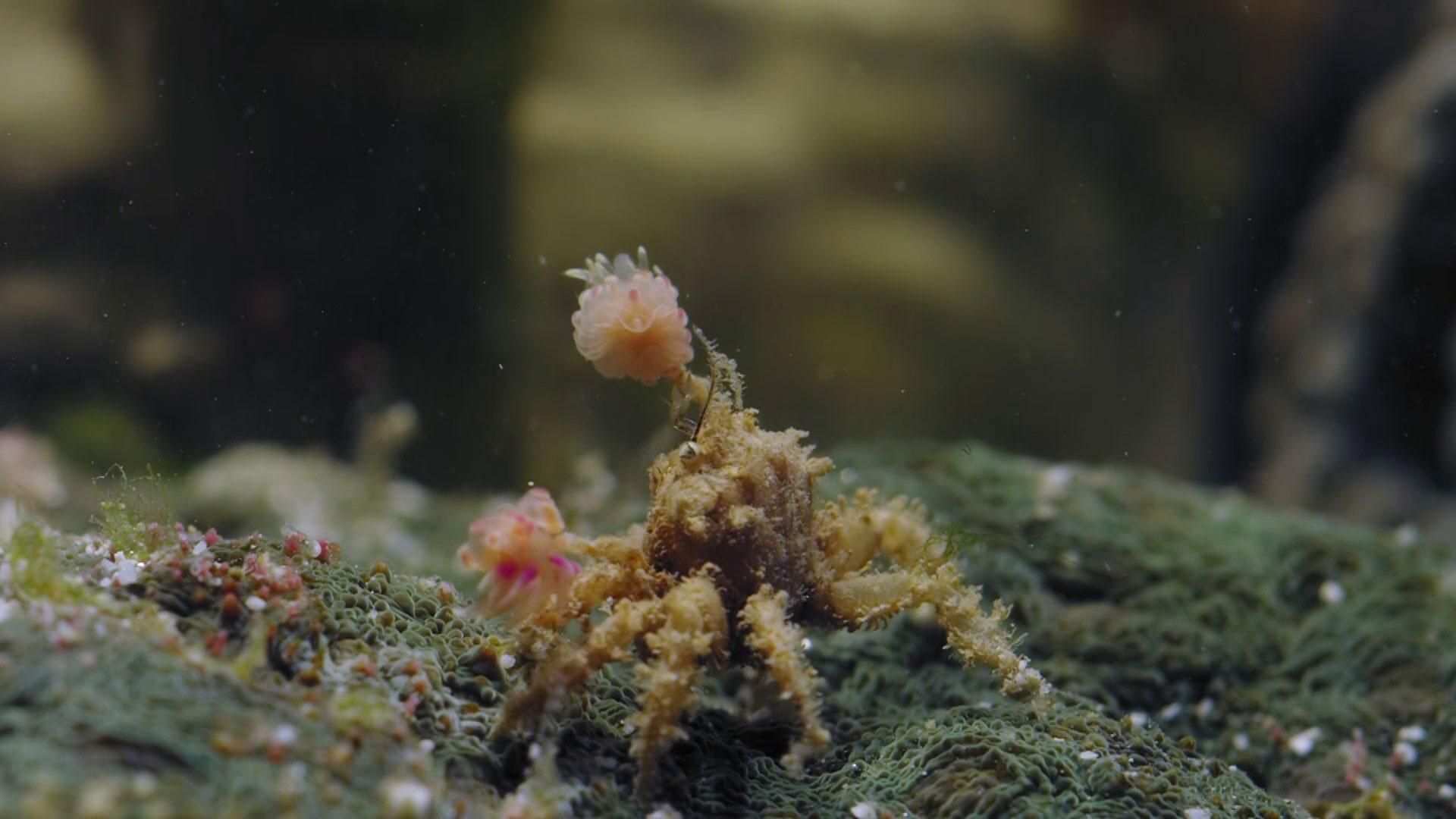 S36 E14: Boxer Crab Fights off Pufferfish | Watch Nature PBS online