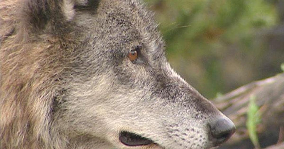 Science Trek | D4K: Wolves | PBS