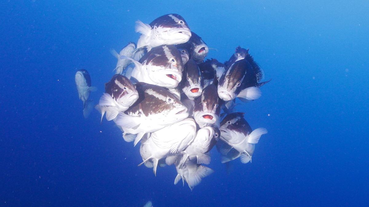 The Sounds of Grouper Spawning | Nature | THIRTEEN - New York Public Media