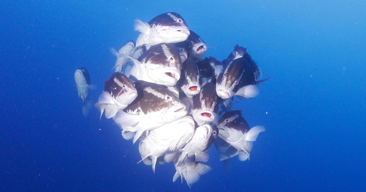 Nature | The Sounds of Grouper Spawning | Season 41 | Episode 12 | PBS