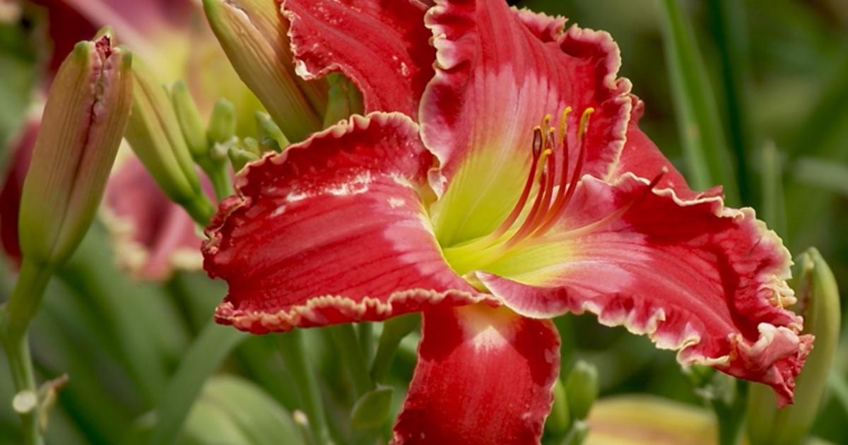 Iowa PBS Presents | Plant Passions | Gardening With Steil | PBS