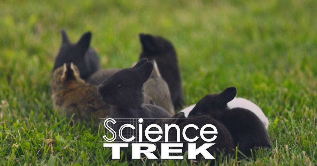 Science Trek | Rabbits: A Bunny Bonanza | PBS