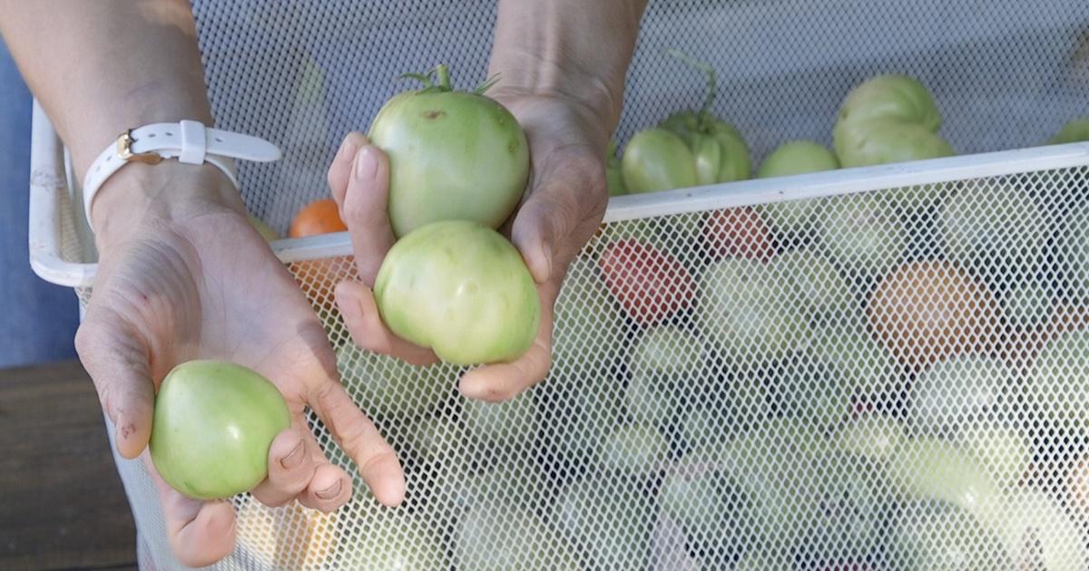 Modern Gardener | How to Save and Ripen Green Tomatoes | Episode 108 | PBS