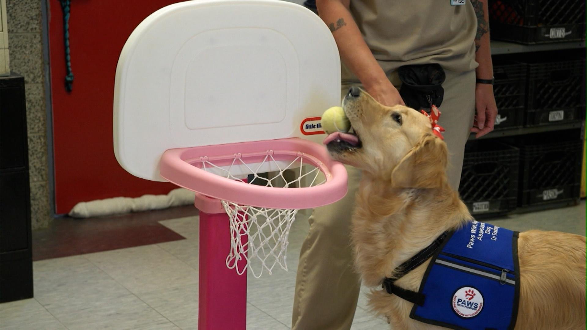 Paws with Purpose | Kentucky Edition