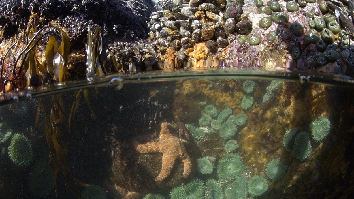 How Starfish Changed Modern Ecology | Watch on PBS Wisconsin