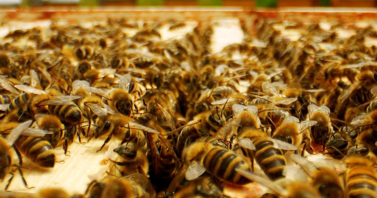 SCI NC | What's killing the bees — and who's fighting back | PBS