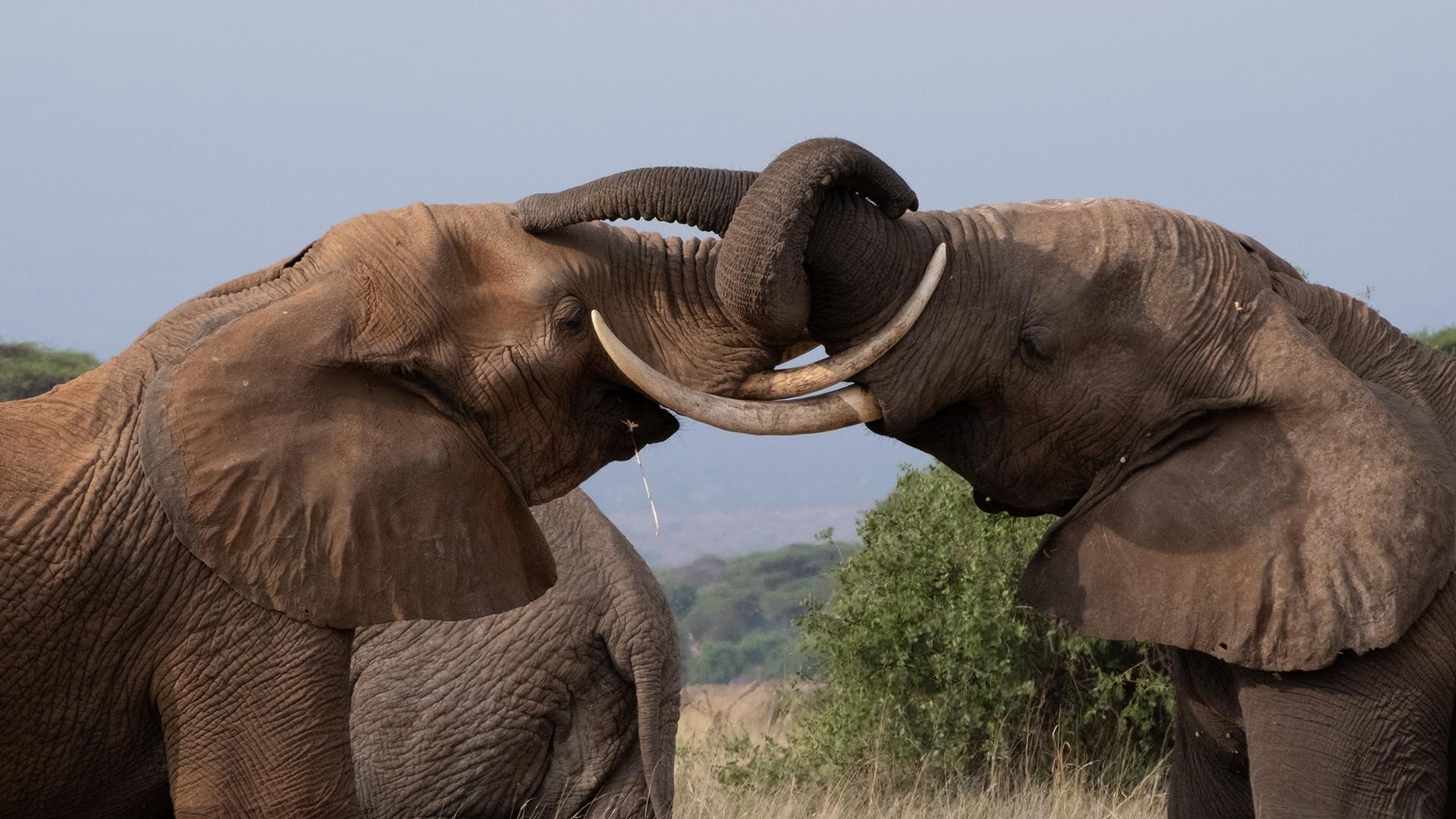 Nature - Preview of Tusker: Brotherhood of Elephants - Twin Cities PBS