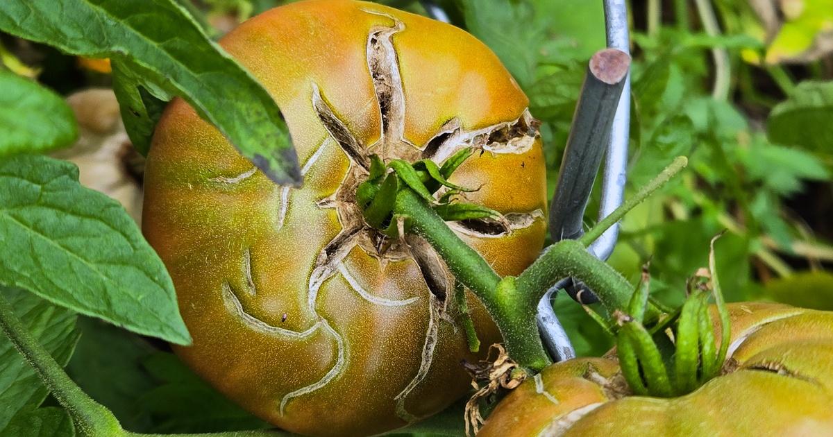 Backyard Farmer | Plant Propagation Method & Tomato Problems | PBS