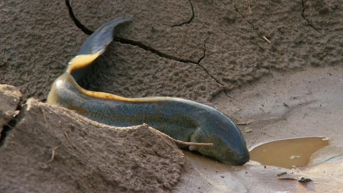 The Fish That Breathes Air | Nature | THIRTEEN - New York Public Media
