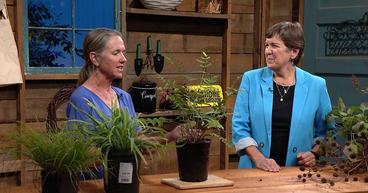 Virginia Home Grown | Native Plants for Winter Interest | Season 24 ...