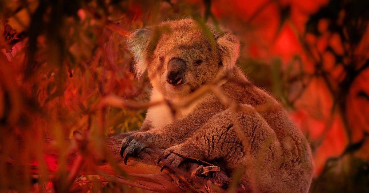 Nature | PBS