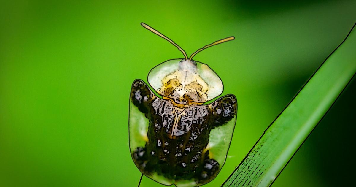 What’s Bugging You? | Episode 6: Of Booger Beatles and Fecal Shields | PBS