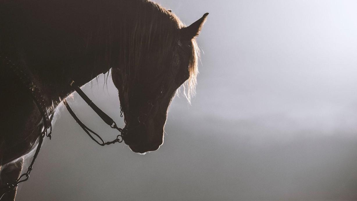 Equus "Story of the Horse" | Episode 2: Chasing the Wind | Watch on ...