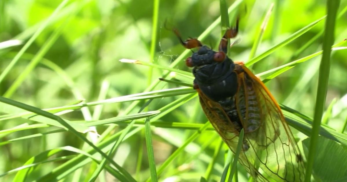 Kentucky Edition | When Will the Cicadas Go Away? | Season 3 | Episode 266 | PBS